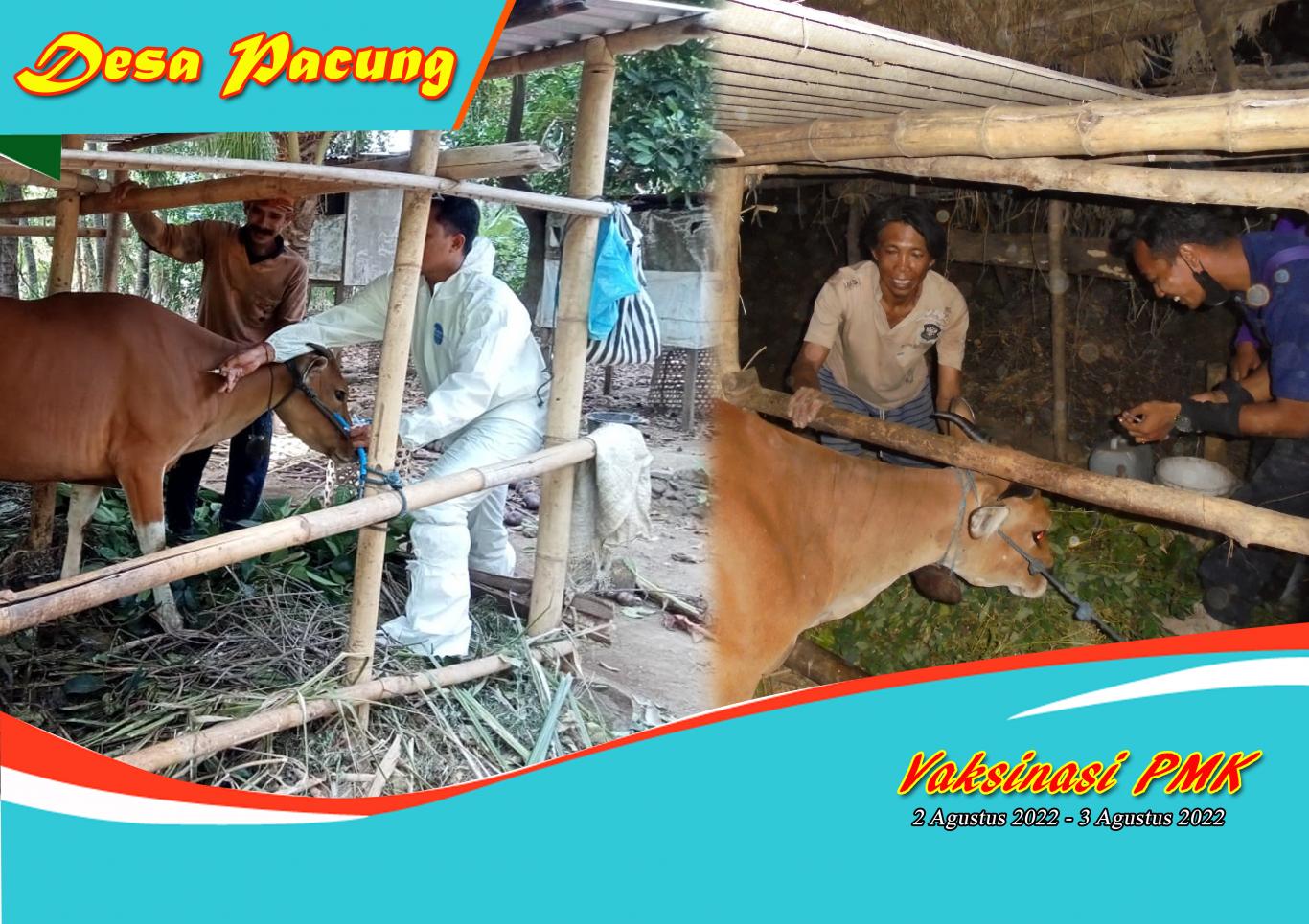 Ratusan Sapi di Desa Pacung menerima Vaksin PMK - Website Desa Pacung
